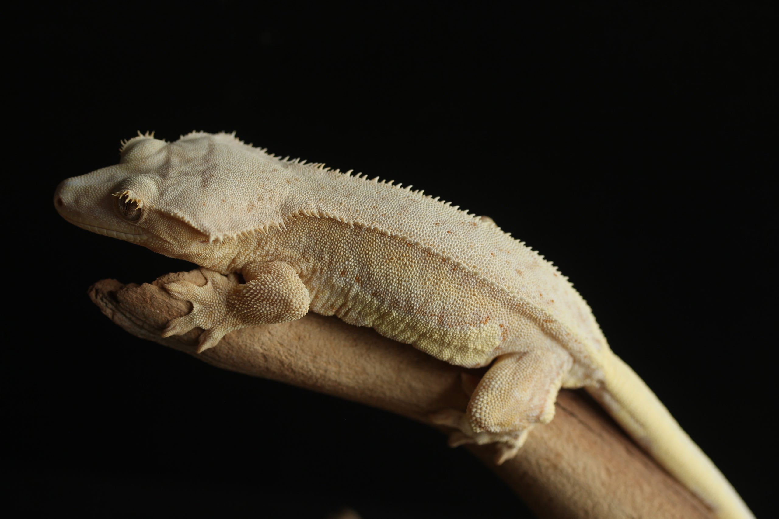0922017 Yellow Phantom Lilly Female Sevachko Exotics