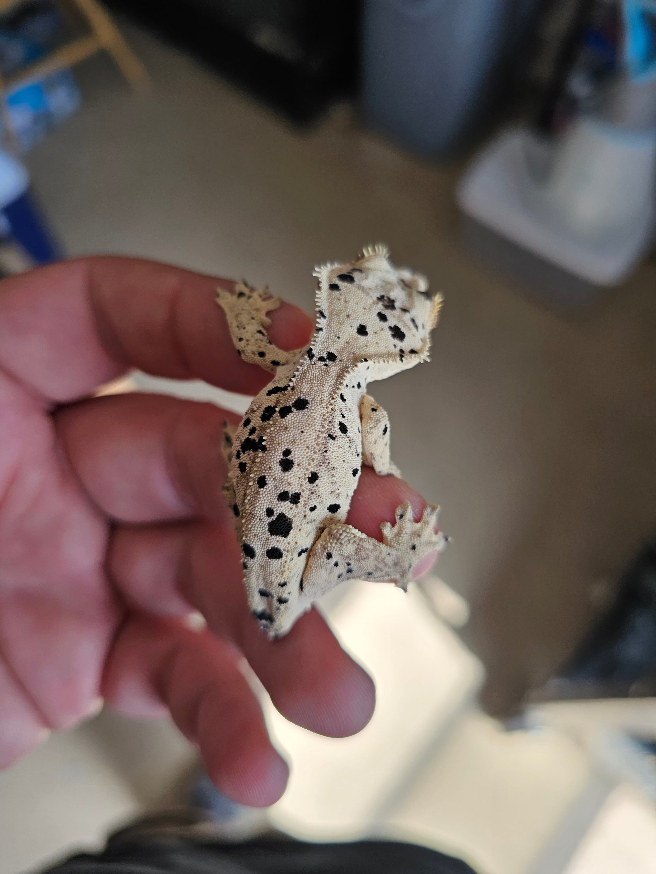 Yellow Dalmatian | Sevachko Exotics